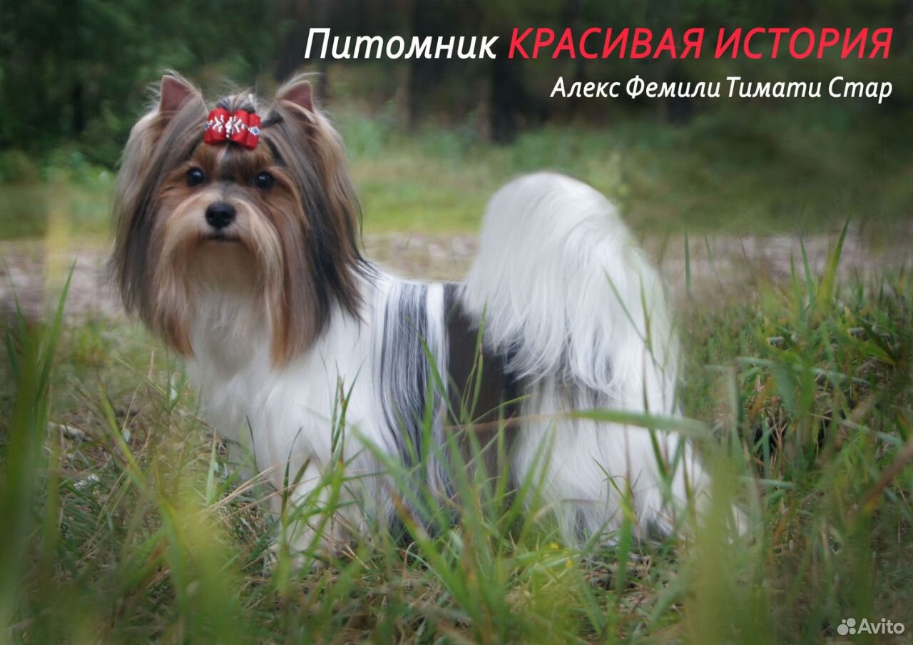 Чемпион питомника для вязок