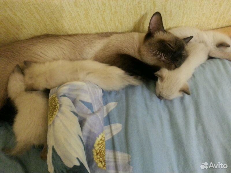 Продаются тайские котята