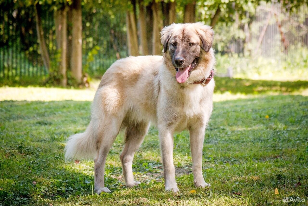 Красавец Честер в добрые руки