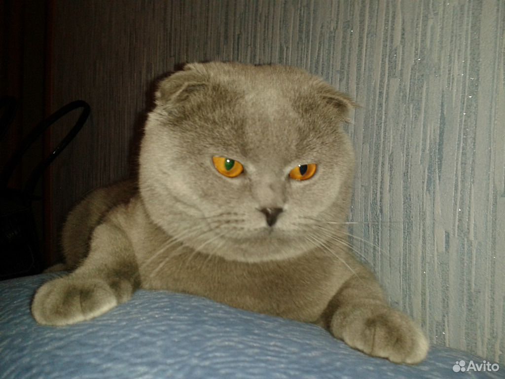 Кот на вязку