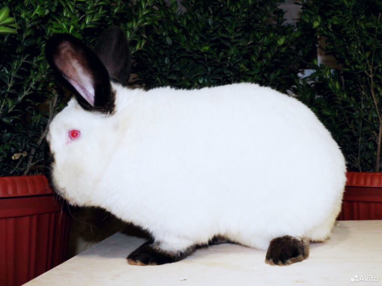 Лучшие Чистопородные Калифорнийские Кролики Привит