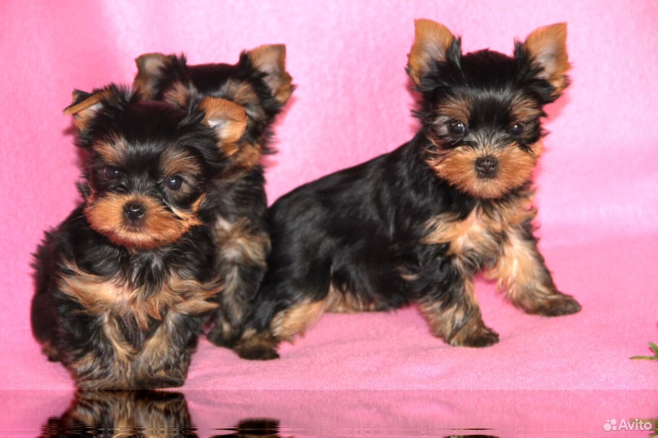 Очаровательные мини малыши