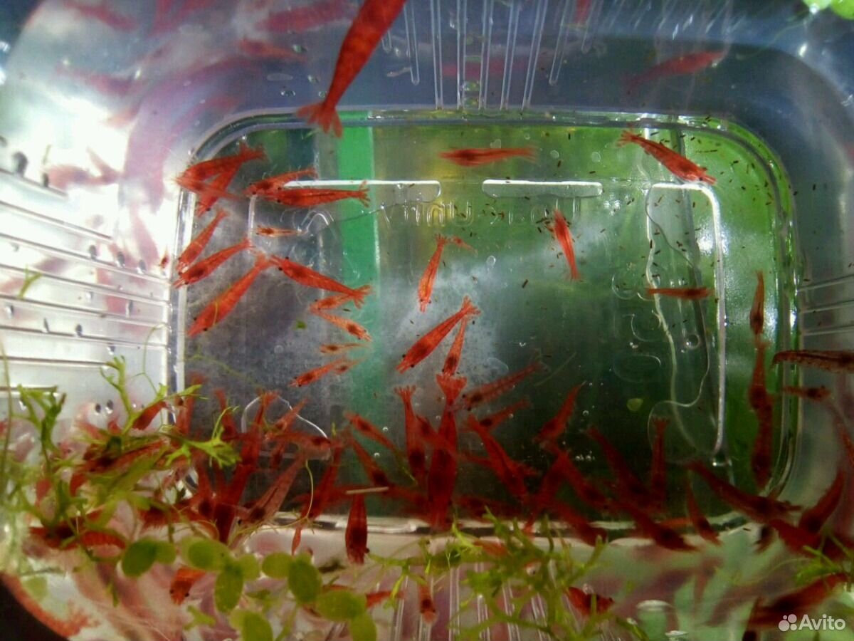 Креветки вишня