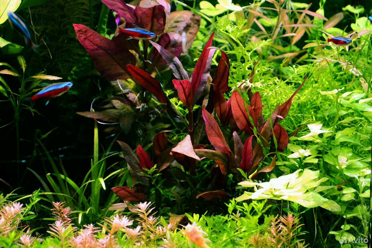 Аквариумные растения и удобрения