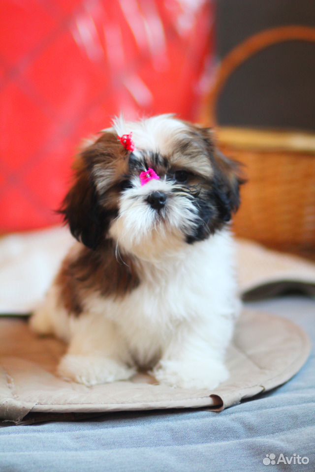 Бело-рыжая крошка кукляшка