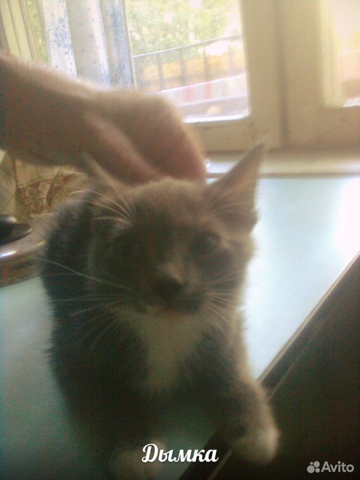 Отдам домашнего котёнка -девочку Дымку добрые руки