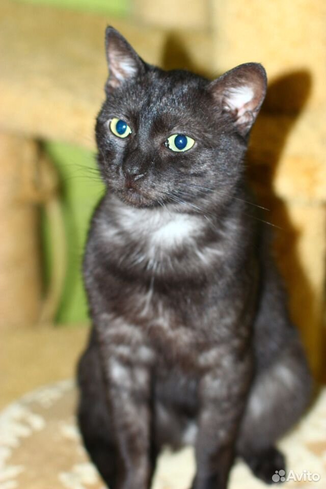 Котик Дизель с редким окрасом ищет дом