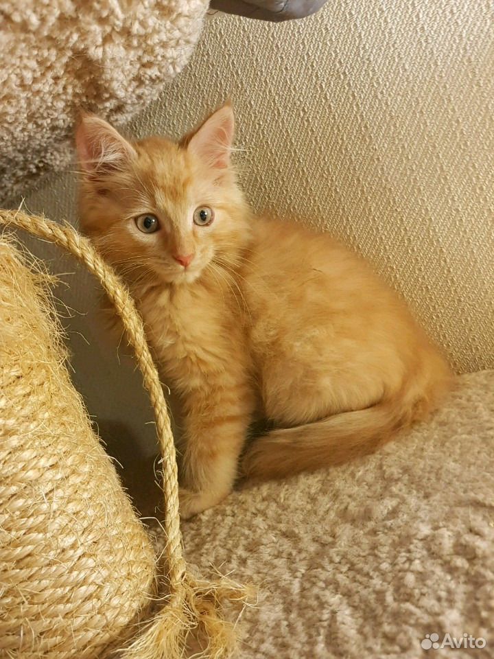 Рыжий котенок мальчик 2,5мес