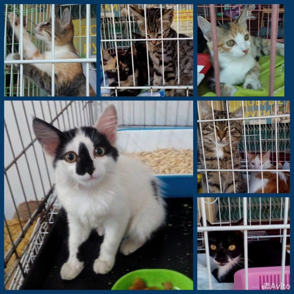 Котята 2 - 5 мес(приют Шкода)