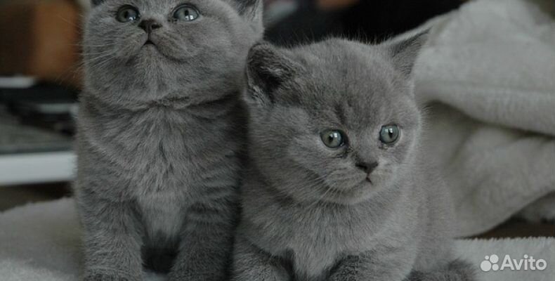 Британские котятки