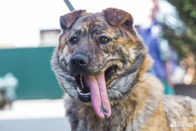 Дакота. Собака-огонь