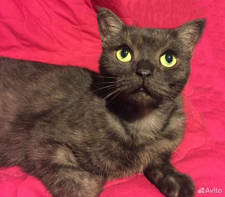 Ласковый котик Буша - красавчик в хорошие руки