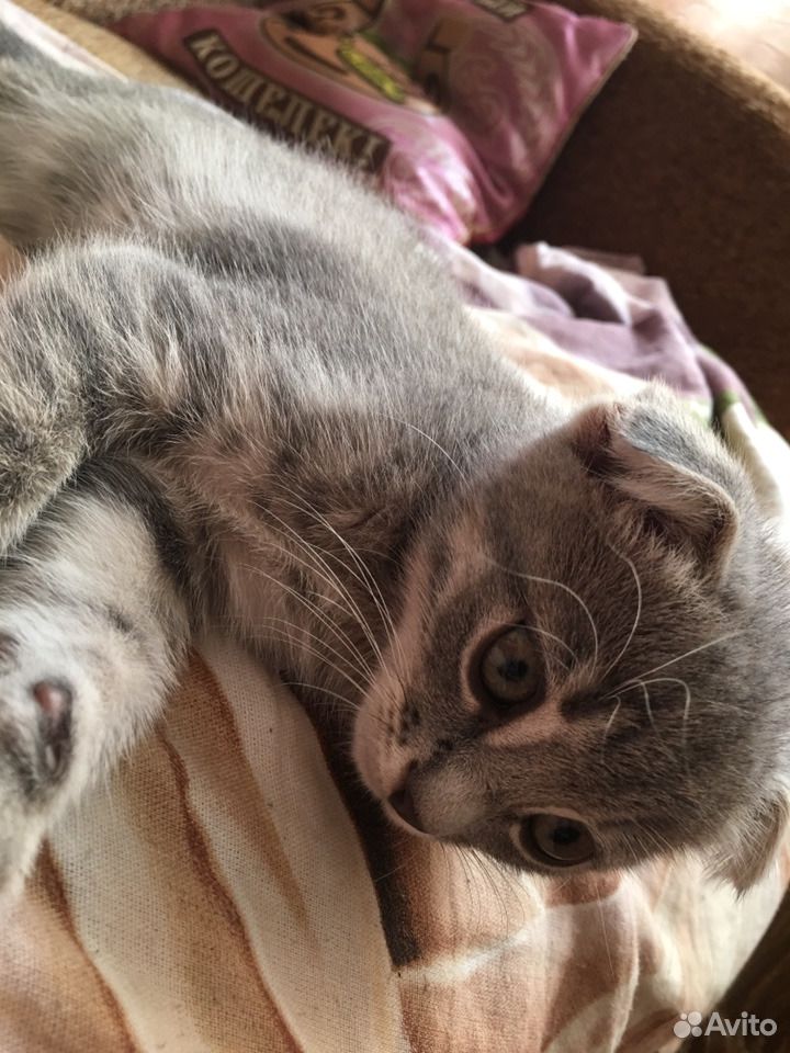 Котёнок шотландец вислоухий