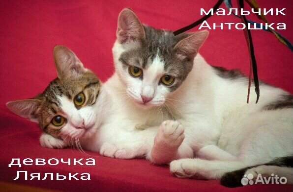 Мама, нам всего 5 месяцев и мы хотим домой