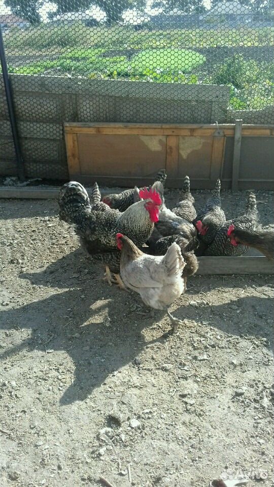 Молодой петух с курочками