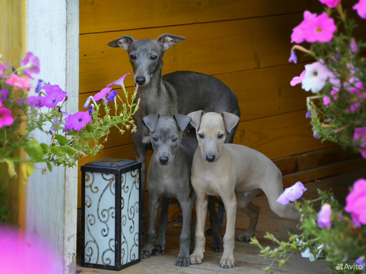 Щенки Левретки