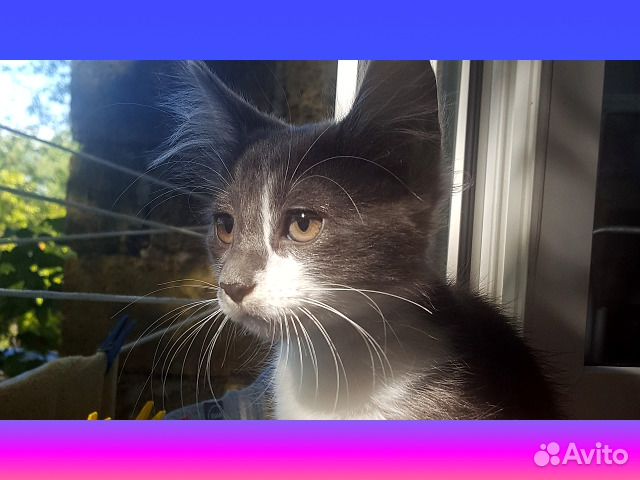 Котята. Благородный бело-серый мальчик.Севастополь