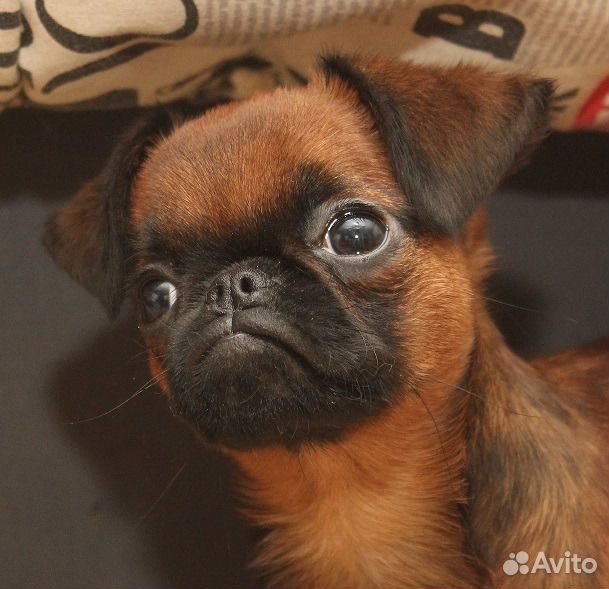 Очаровательные домовята