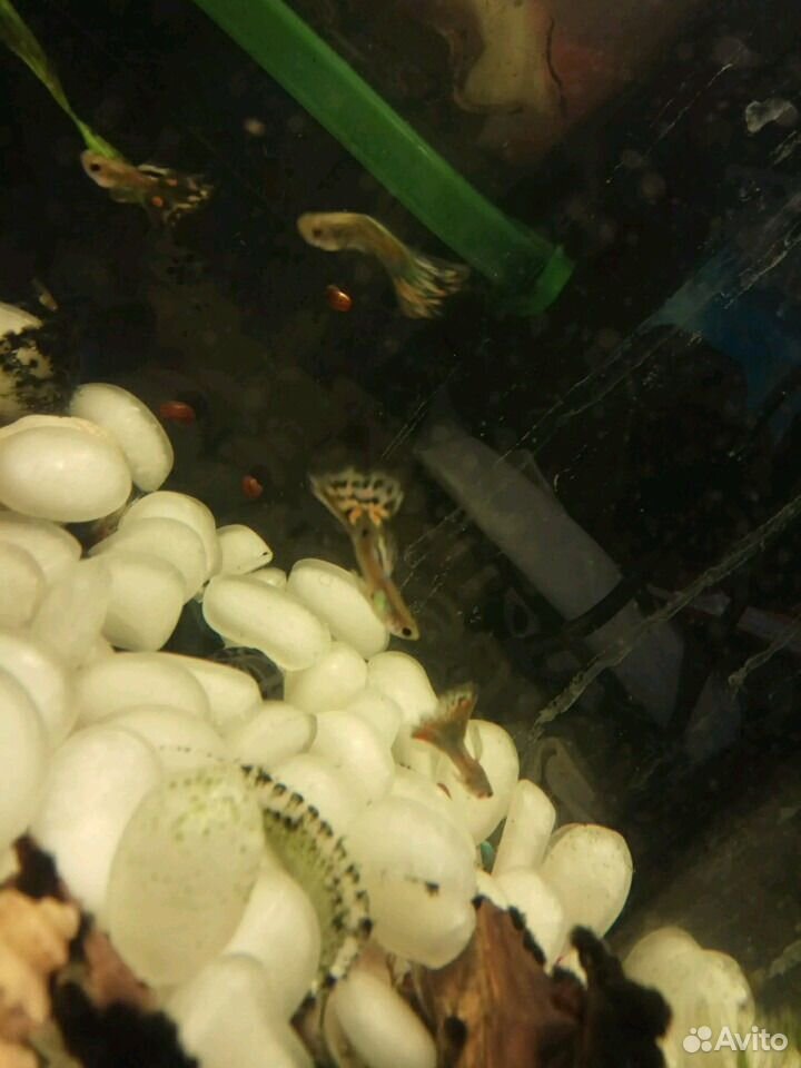 Рыбки гуппи мальки