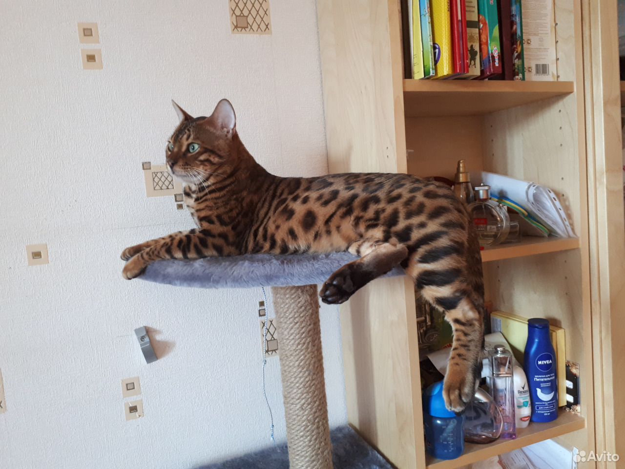 Вязка бенгальского кота