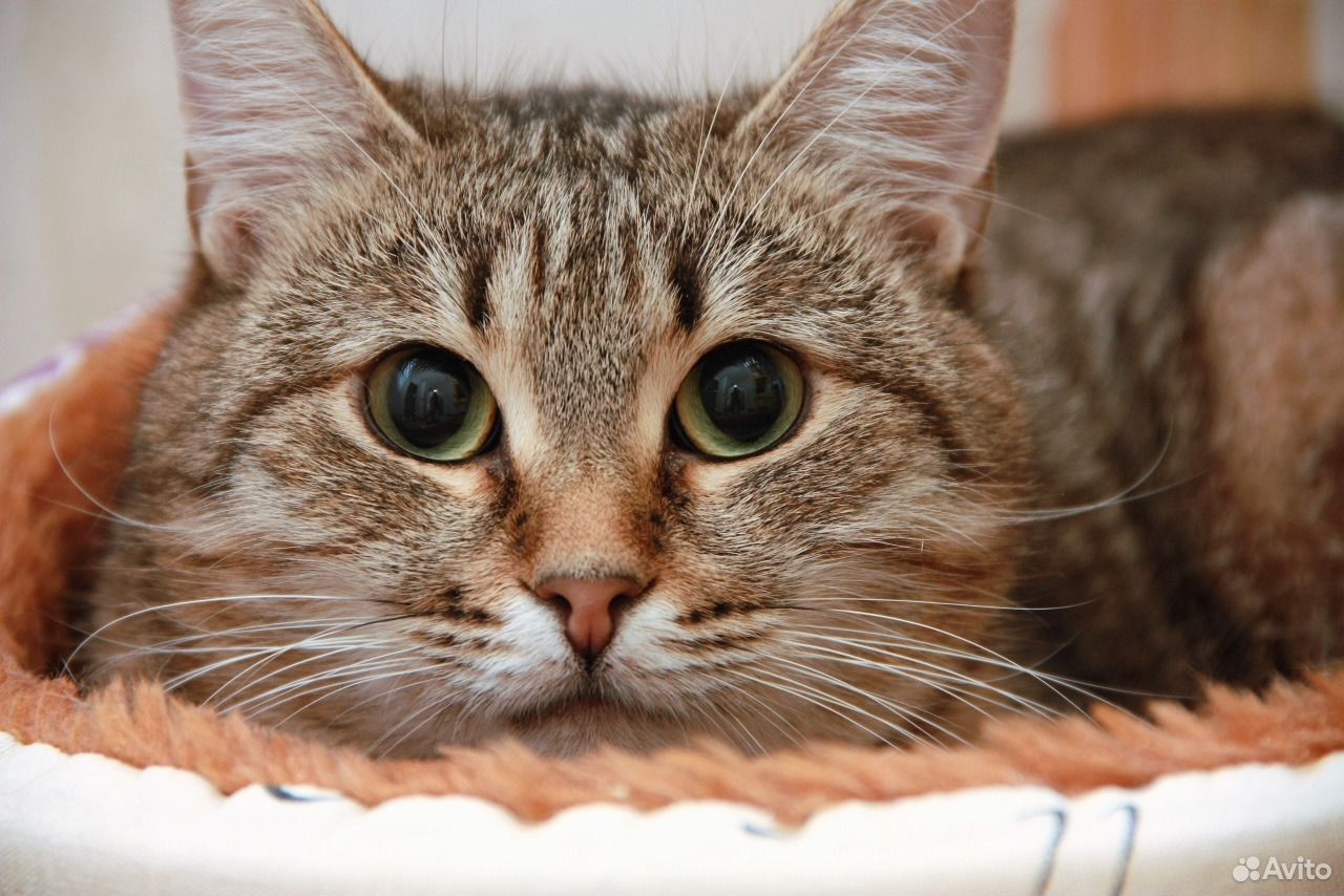 Кошечка Марфуша