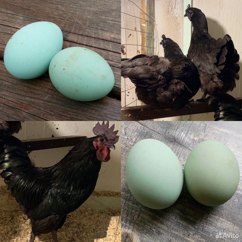 Петушок и курочка ухейилюй 2 мес