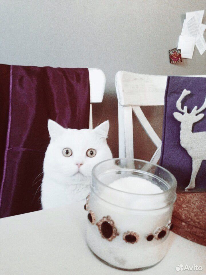 Вязка с Белоснежным Британцем