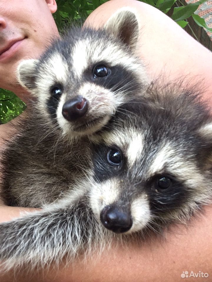 Енот ручные малыши полосатики