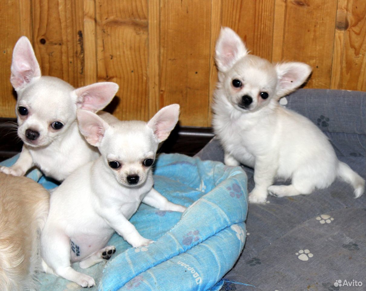 Чихуахуа кремовые щеночки