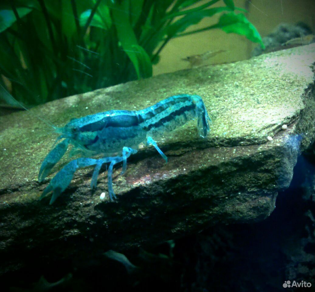 Аквариумные карликовые техасские раки