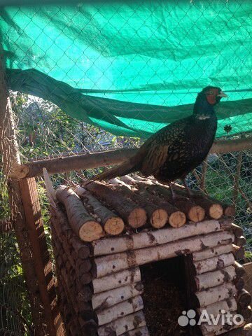 Фазаны охотничьи от месяца