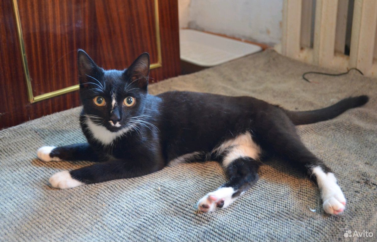 Котик Бакс 12 месяцев