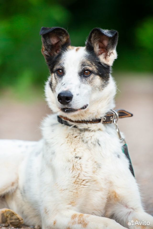 Дара в поисках семьи