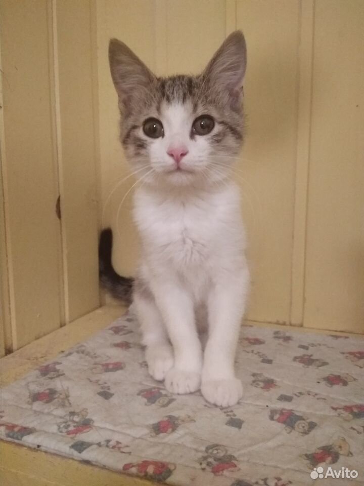 Котенок Винни, 4 месяца (из приюта)