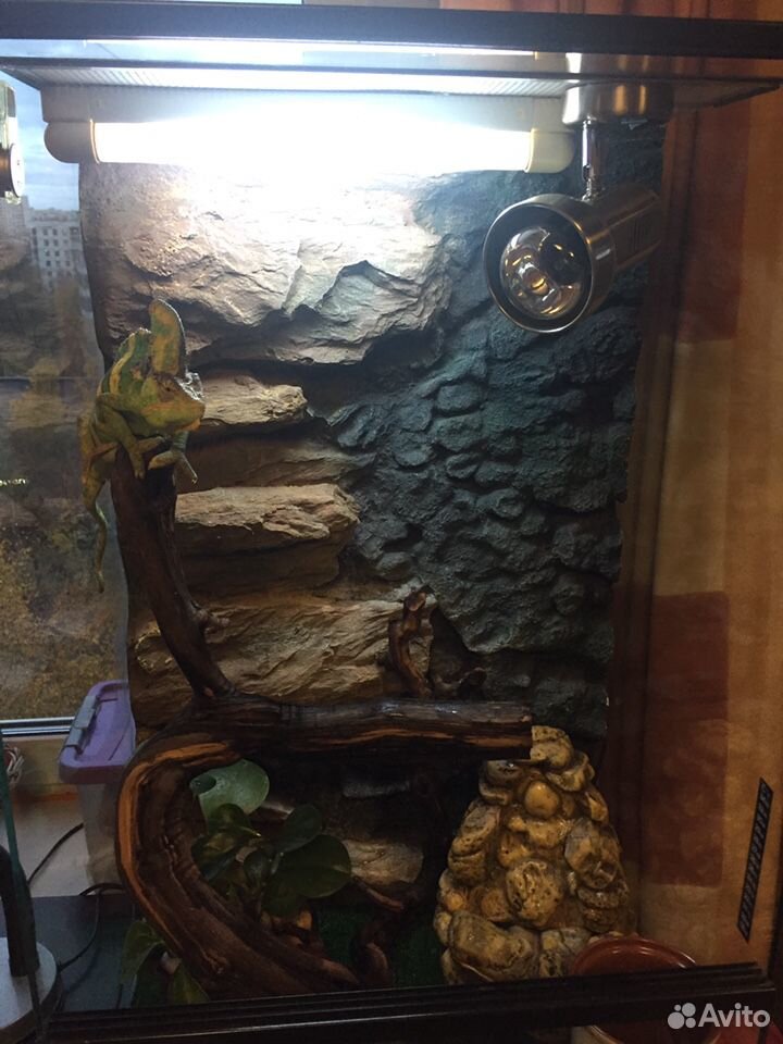 Йеменский хамелеон самец 2 года с террариумом