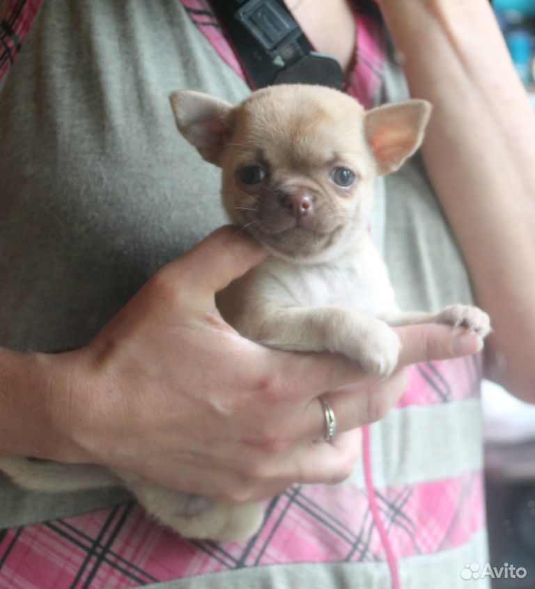 Чихуа девочка Настоящий Персик