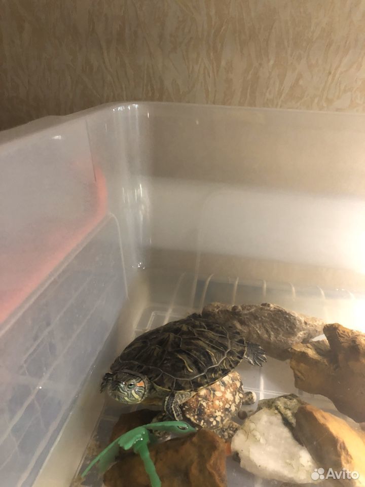 Черепаха