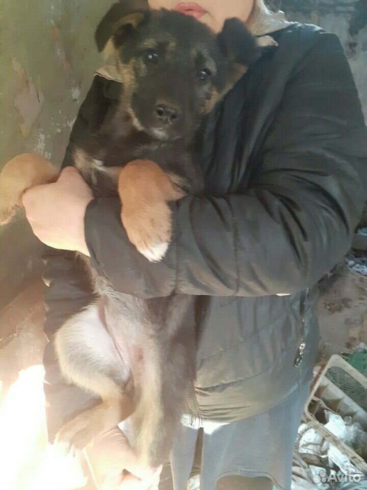 Бесплатно в добрые руки щенка