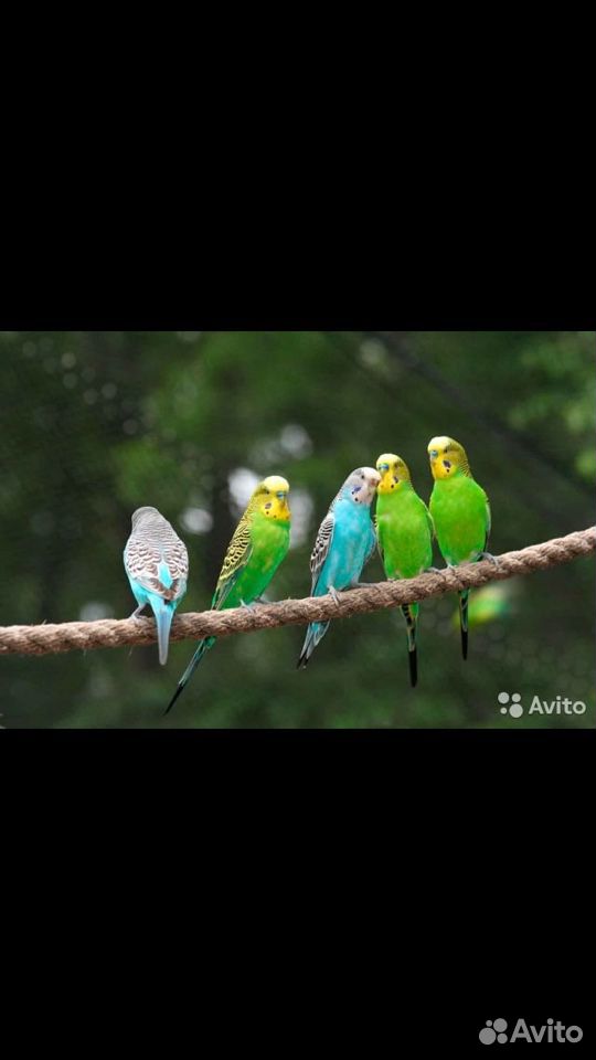 Продажа попугаев