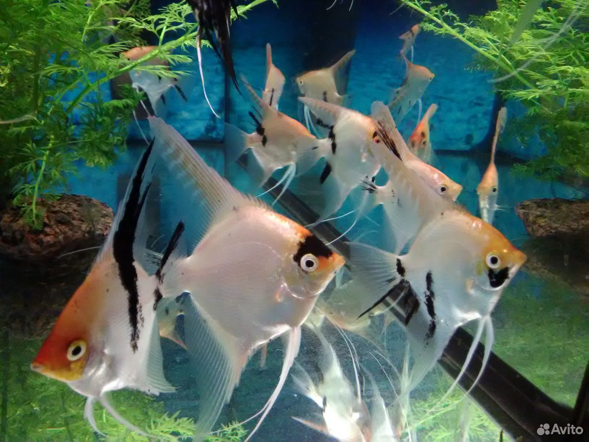 Скалярии - кои