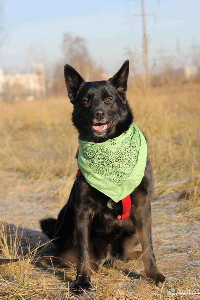 Отдам собаку Ночку в добрые руки, в дар