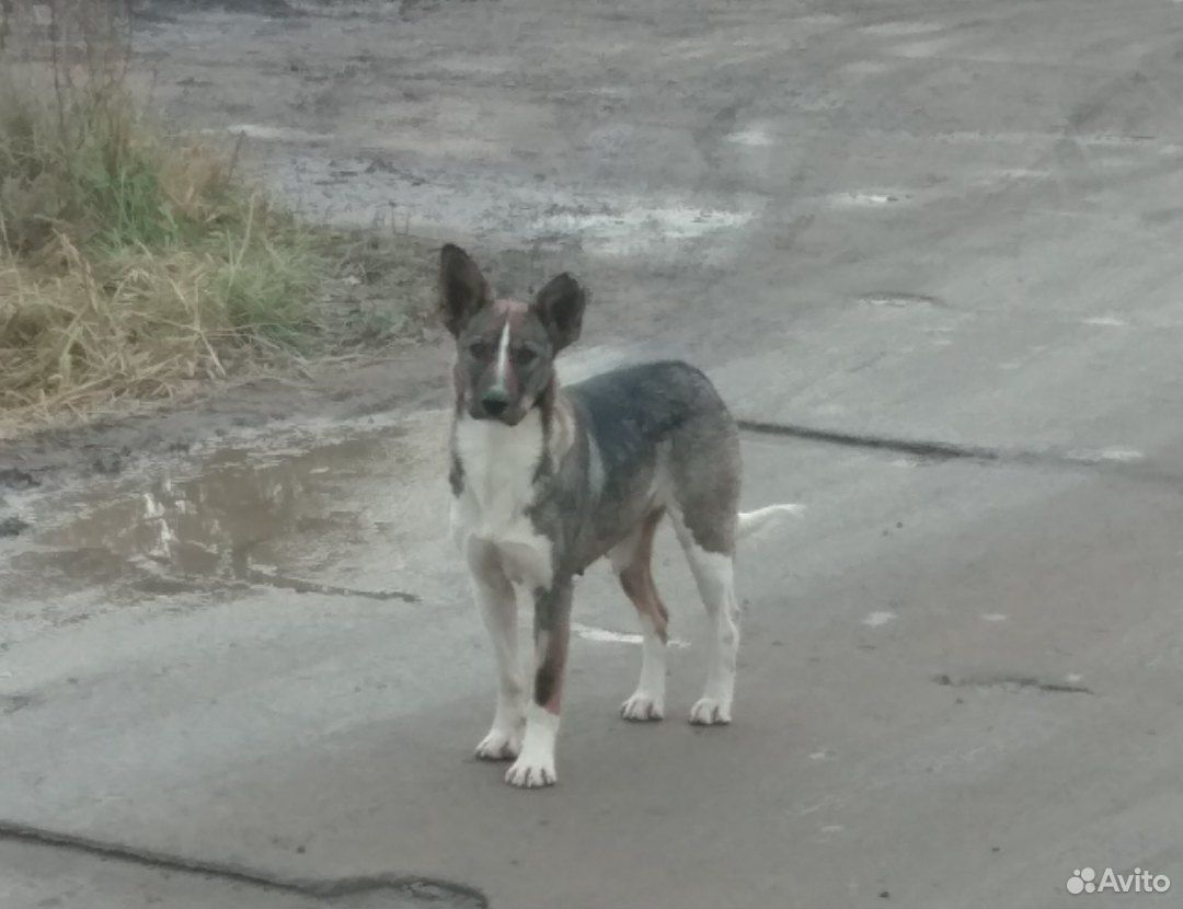 Собака ищет дом, куратора или передержку