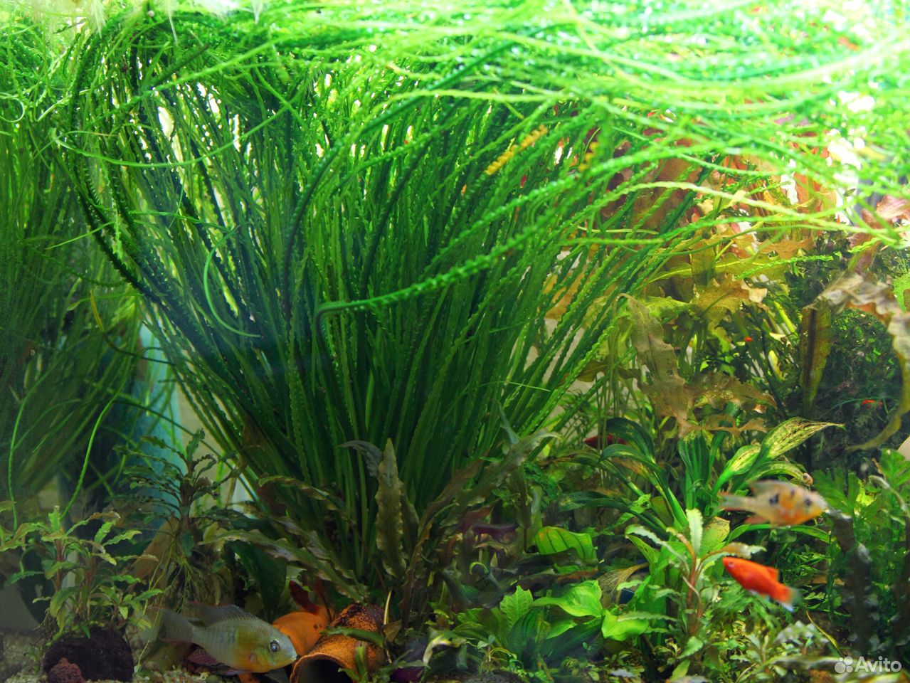 Папоротники, анубиасы, кринум, креветки