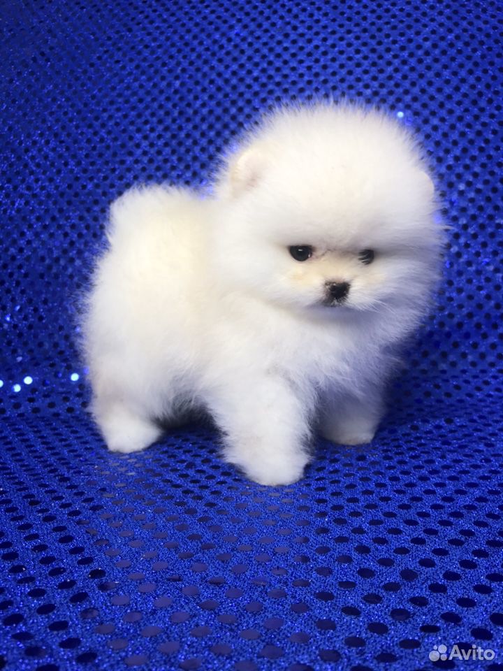 Эксклюзивные мишки