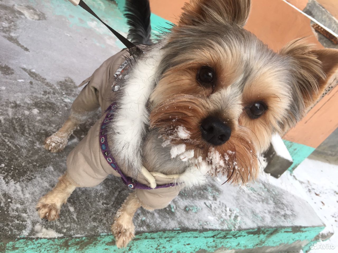 Симпатичный молодой Йорк (Вязка)