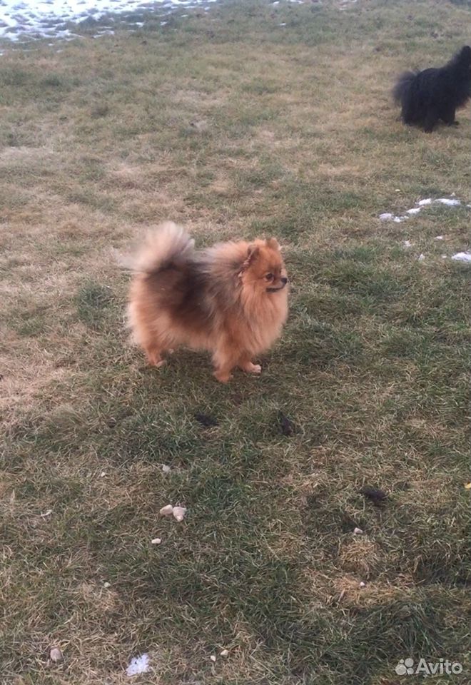 Продаются взрослые шпицы и щенки