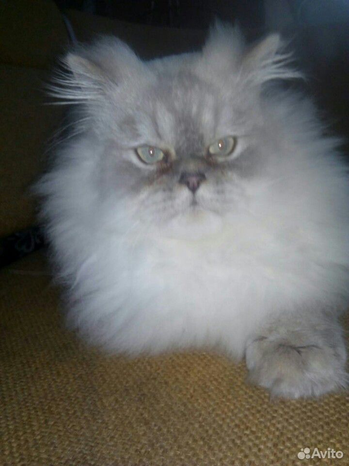 Персидский кот на вязку