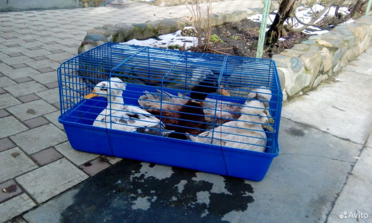 Продам уток
