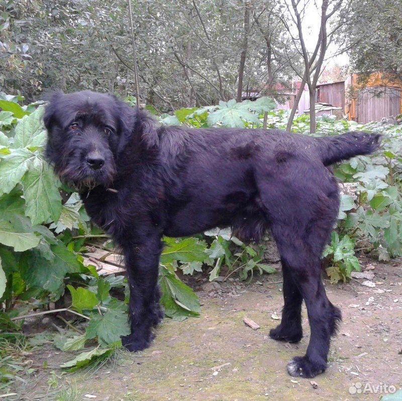 Мальчик крупных размеров