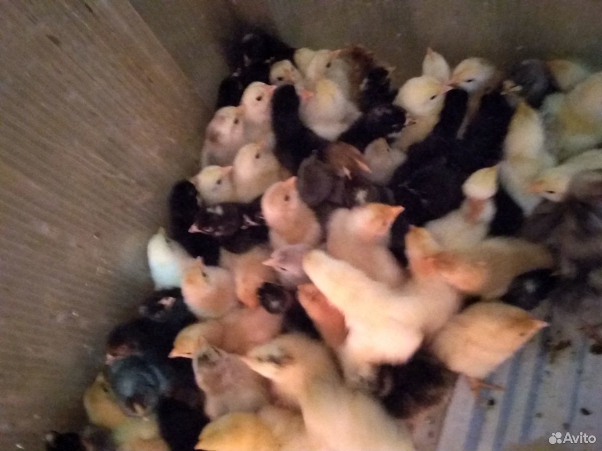 Цыплята домашние